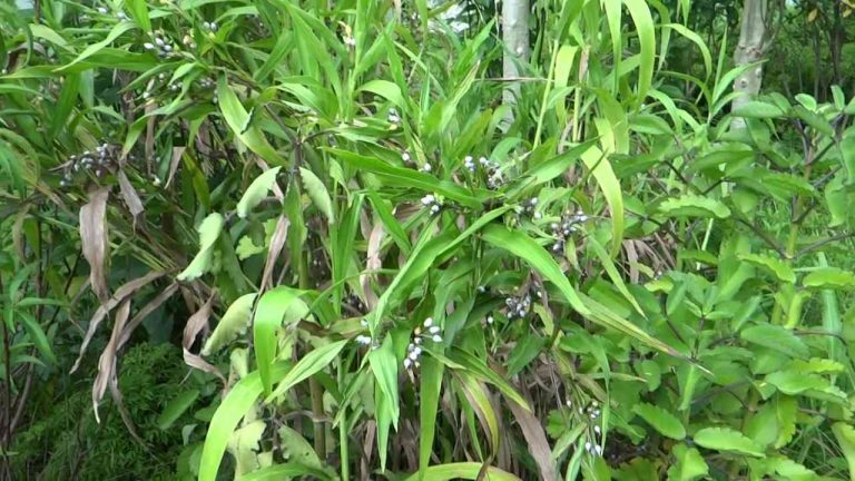 Cây rút ruột là cây gì, cây này ở Tân Lạc, Hoà Bình