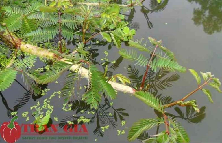 Cây rau rút và hiệu quả điều trị bướu cổ, an thần, mát gan