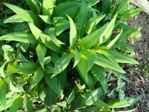 Phân biệt bồ công anh Việt Nam và bồ công anh Trung Quốc