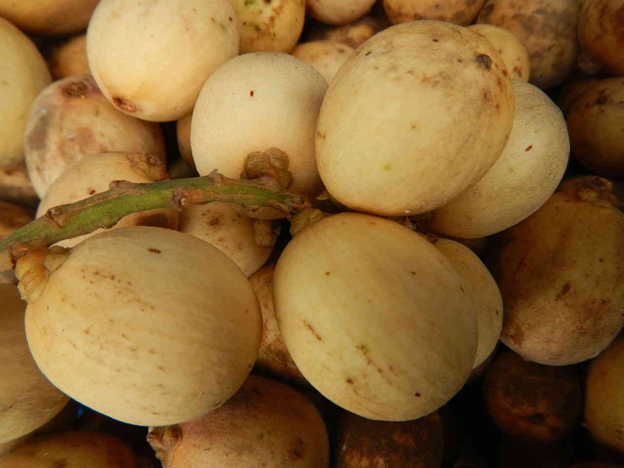 Quả bòn bòn (cây dâu da đất) tiềm năng làm thuốc loại trái cây nam bộ