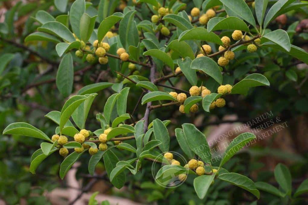 Cây mỏ quạ và bài thuốc điều trị bỏng, tổn thương ngoài da