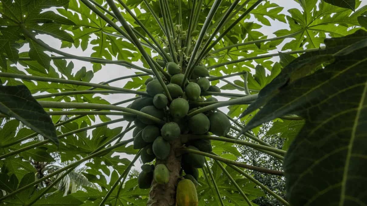 Cây đu đủ và những bài thuốc dân gian từ lá, hoa, quả, rễ đu đủ