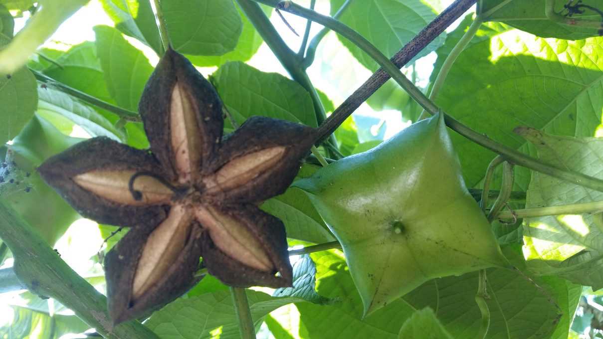 Hạt sachi, công dụng và những lưu ý khi dùng