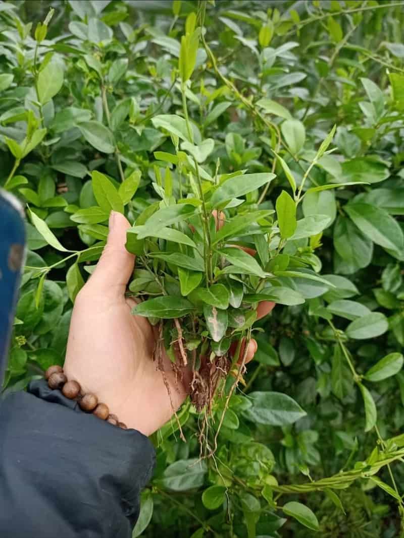 Cây chổi xuể và bài thuốc dân gian trị phong thấp, rối loạn kinh nguyệt