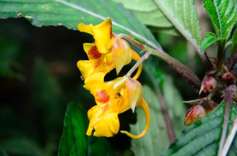 Cây bóng nước (móng tay) và nhiều công dụng làm thuốc