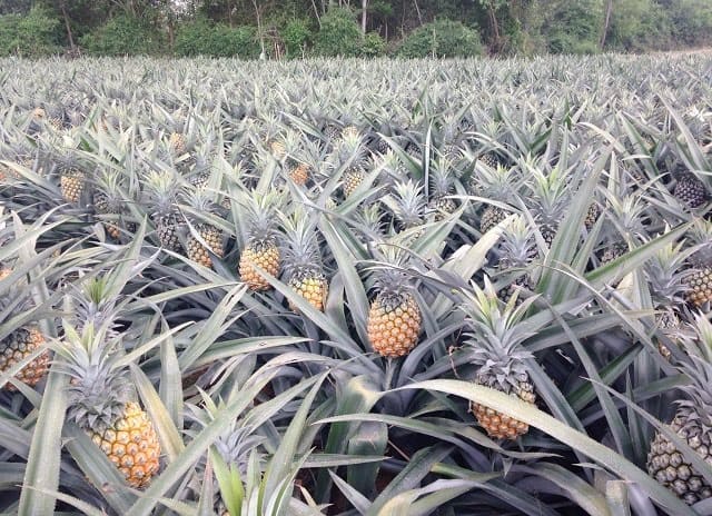 Cách dùng lá dứa thơm điều trị tiểu đường (phân biệt với khóm, dứa dại)