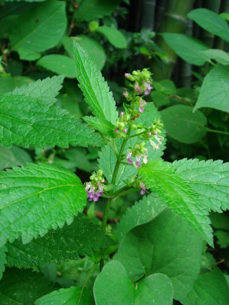 Cây cứt ngựa (hoắc hương núi) điều trị viêm mũi, viêm amidan, đau bụng kinh