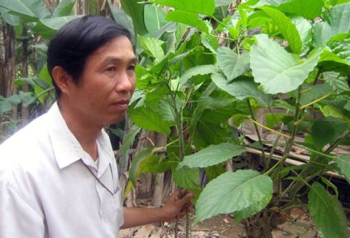 Cây lộc mại phân tích độc tính và bí kíp loại bỏ độc tính ít người biết