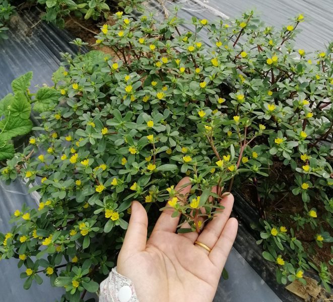 Tác dụng của cây rau sam khiến nhiều người bất ngờ